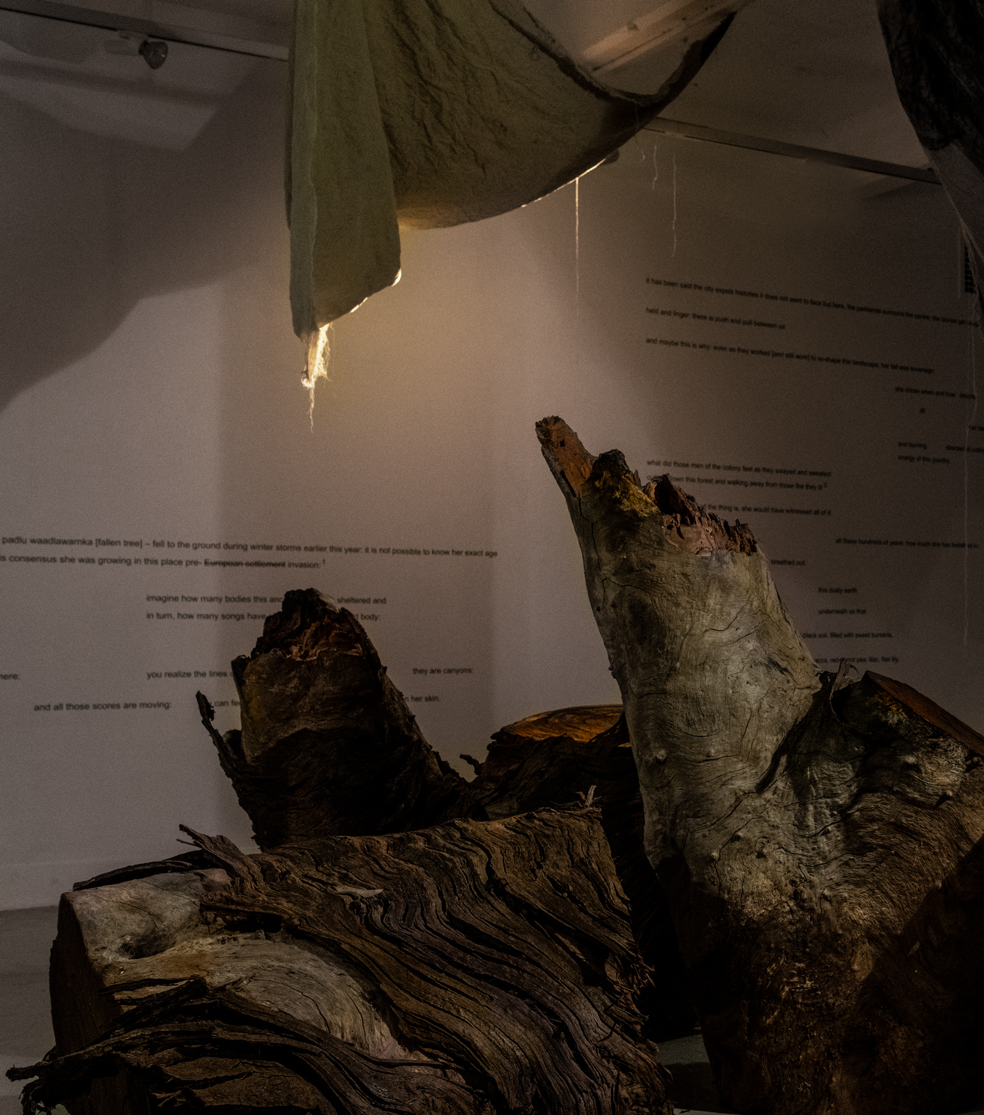 Exhibition Event: witness/ tree - Nexus Arts | Nexus Arts